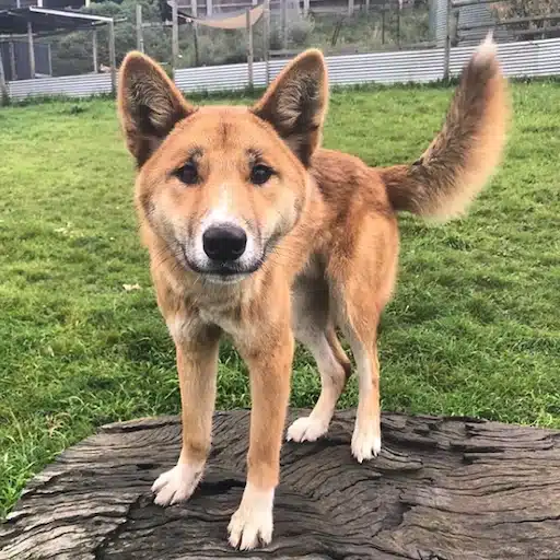 Eagle drops what looked like a dog but was not a dog